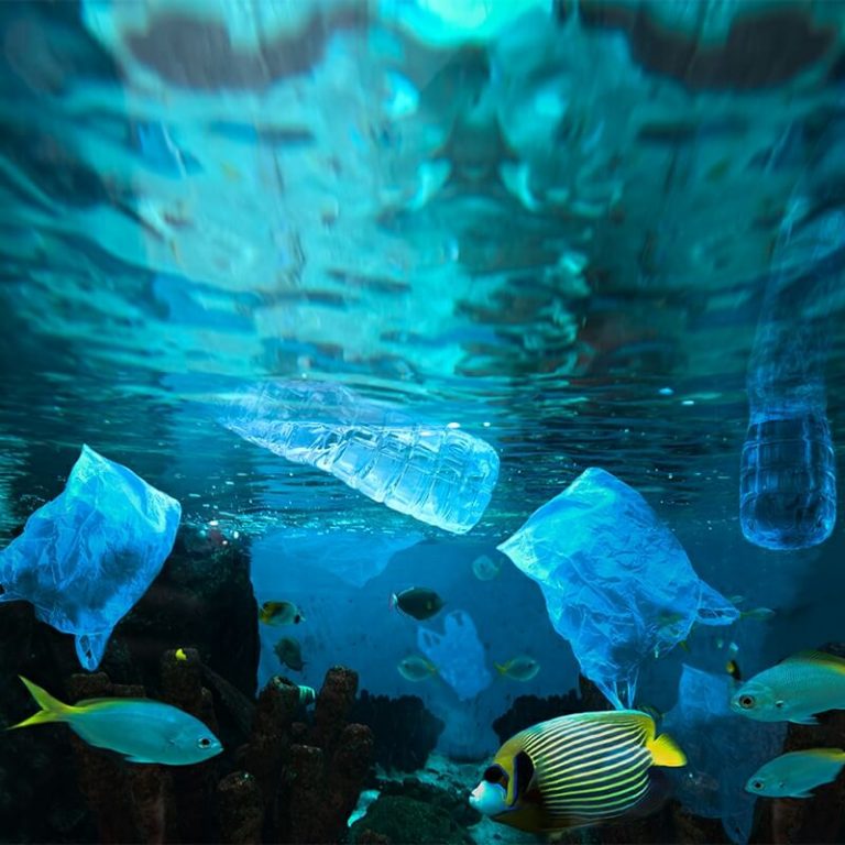 Effects of Plastic on Sea Creatures | Plastic Marine Pollution